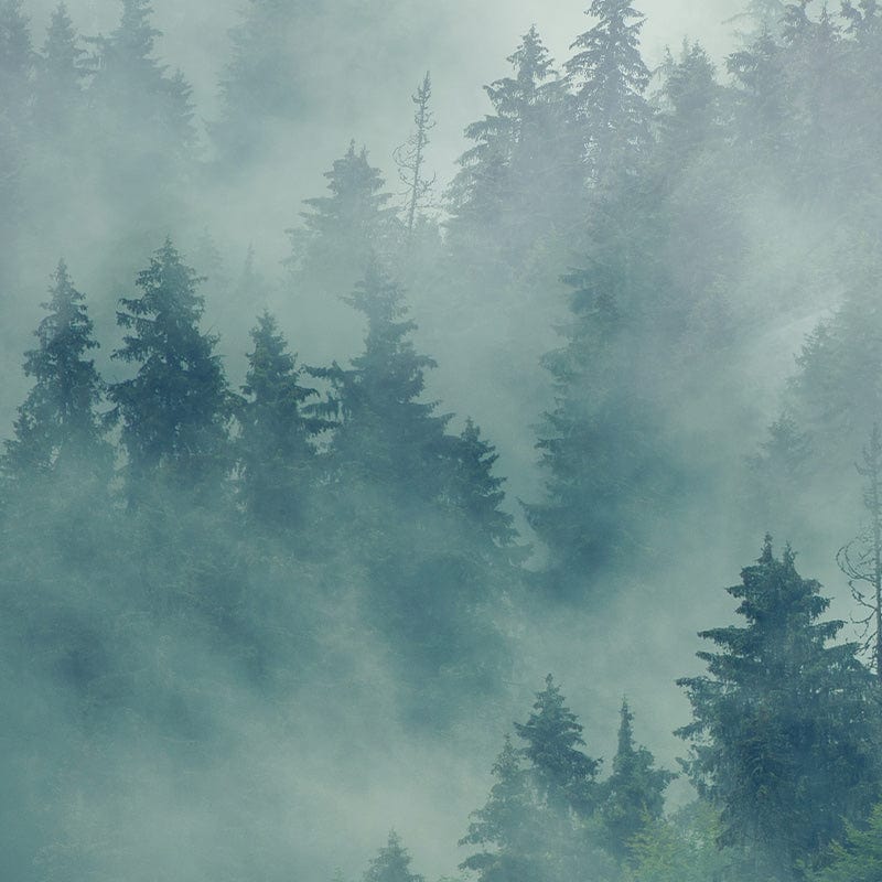 Green Mist Forest Wallpaper Mural | Ever Wallpaper UK
