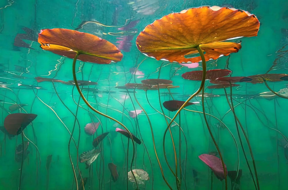 Lily Pads Underwater