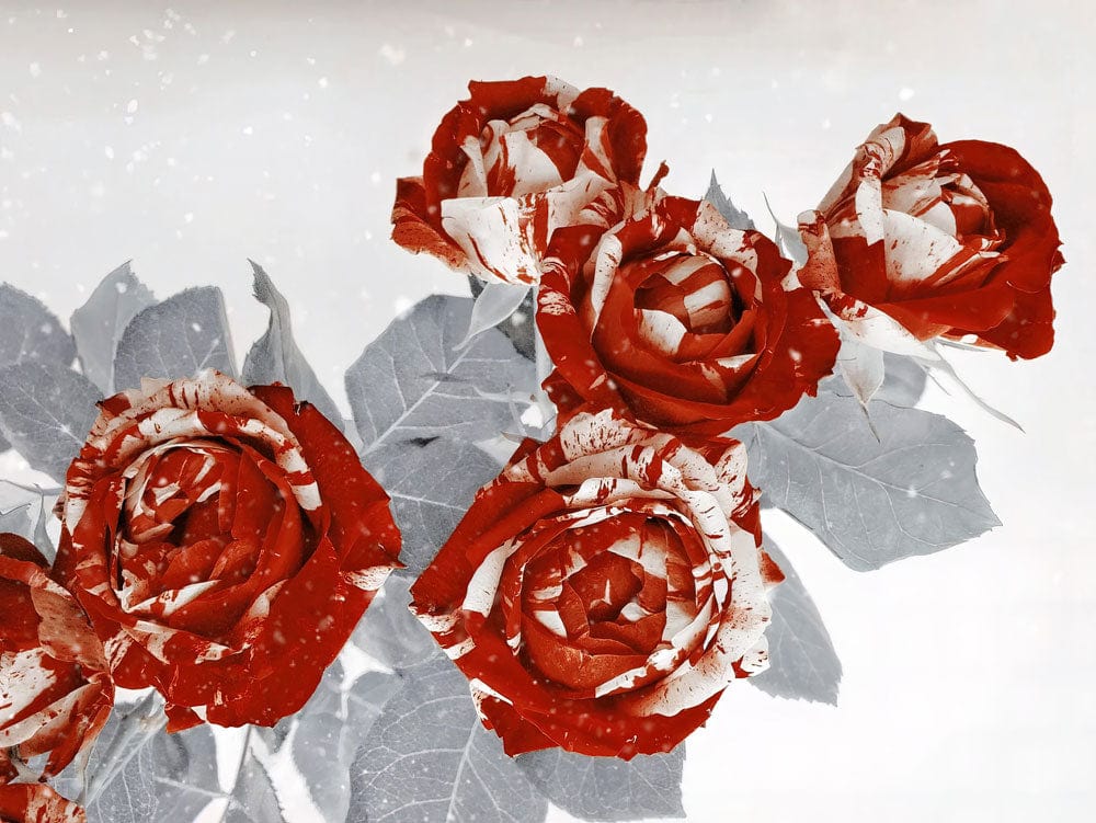 White Blood Rose Wallpaper